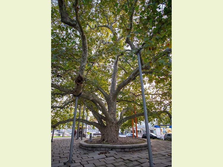 Plane Tree of Rossio – Tree of the year