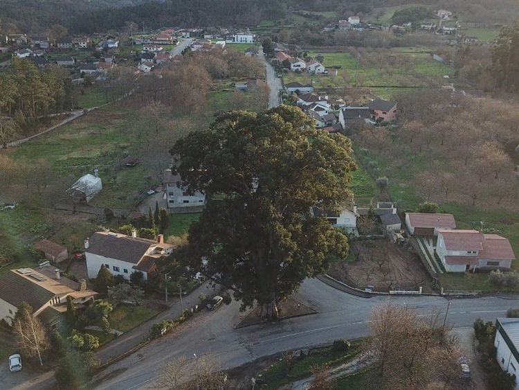 Eucalyptus of Contige – Tree of the year