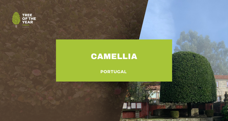 Camellia – Tree of the year