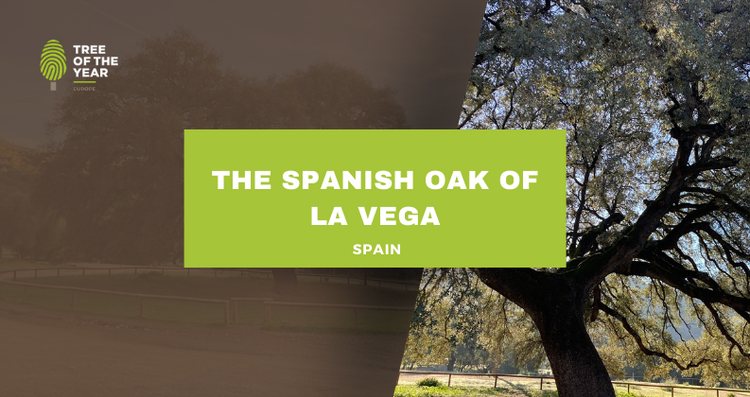 The Spanish Oak of La Vega – Tree of the year