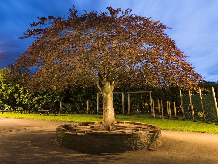 The "Ding Dong" Tree – Tree of the year