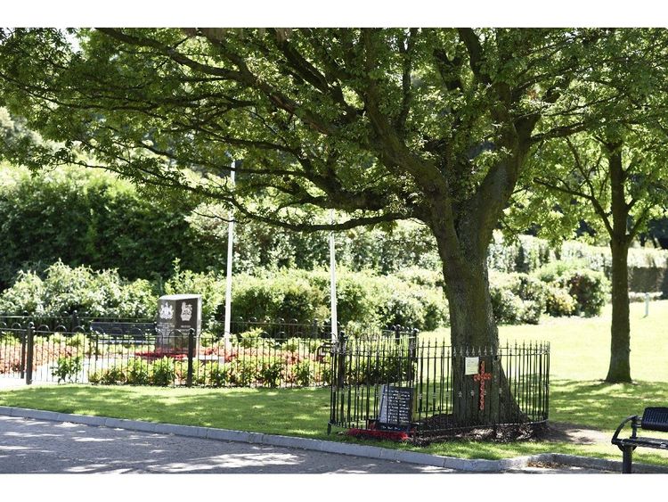 The Peace Tree – Tree of the year