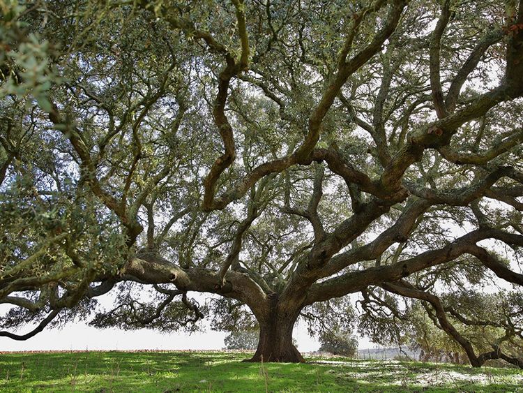 Tree of the year