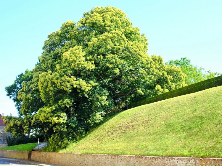 The Four-Trunked Survivor – Tree of the year
