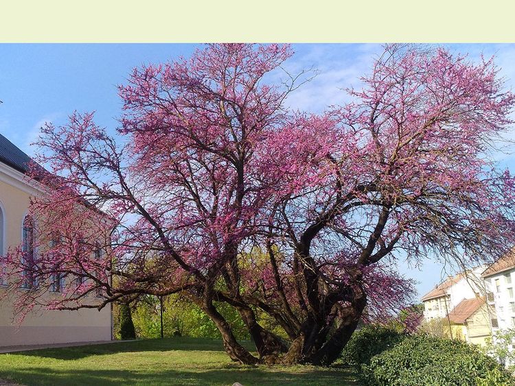 The Judas Tree on the Church Hill of Mélykút – Tree of the year