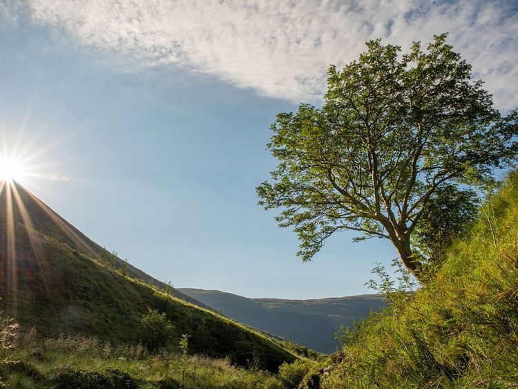 The Survivor Tree – Tree of the year