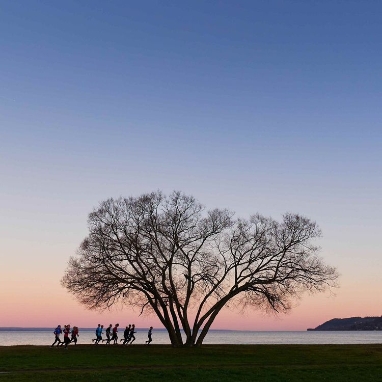 Too Much Attention for the Beloved Broccoli Tree? – Tree of the year