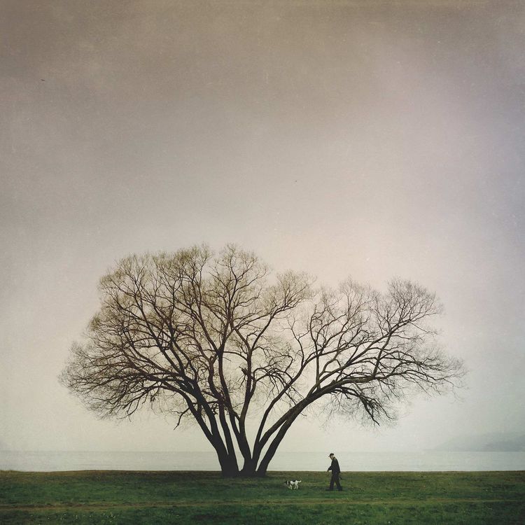 Too Much Attention for the Beloved Broccoli Tree? – Tree of the year