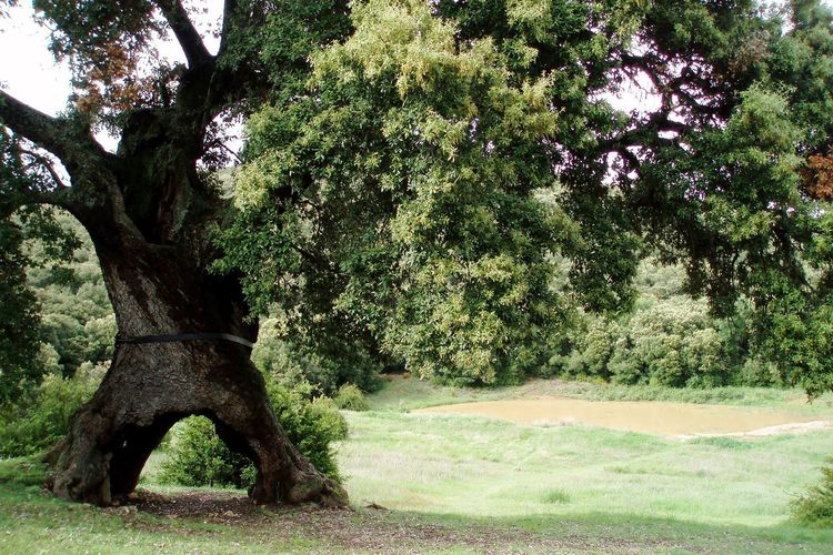 The Three-Legged Spanish Oak – Tree of the year