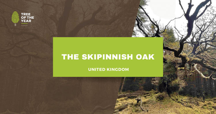 The Skipinnish Oak – Tree of the year