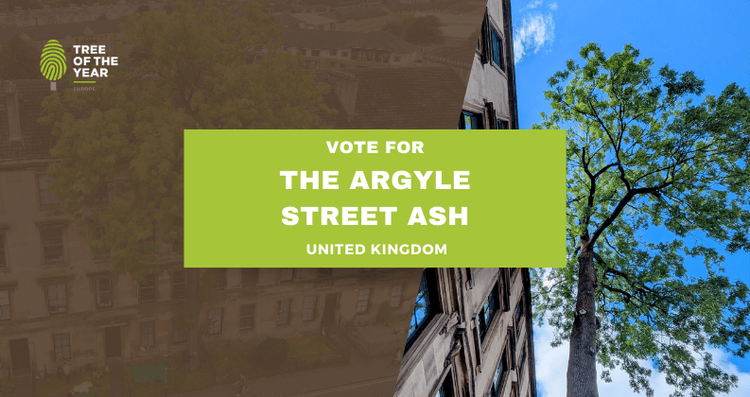 The Argyle Street Ash – Tree of the year