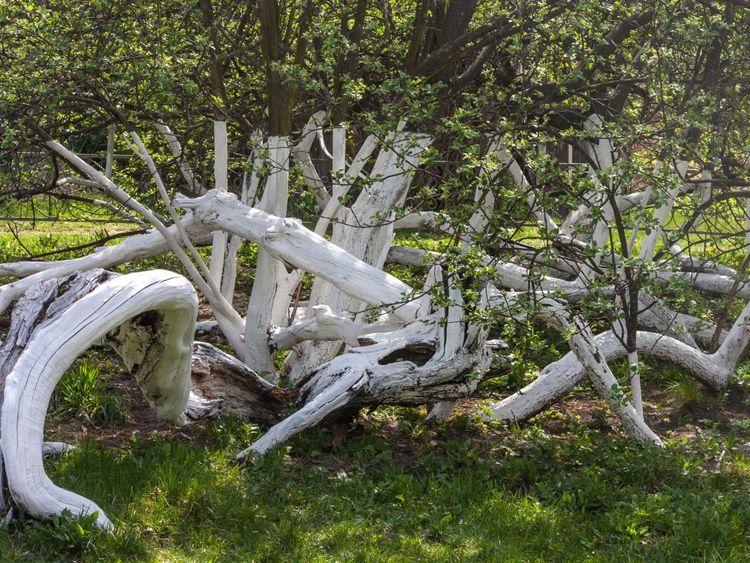 Apple Tree Colony from Krolevets – Tree of the year