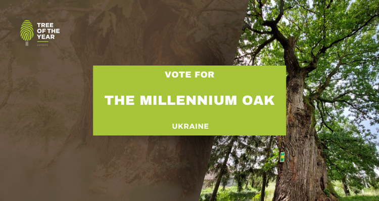 The Millennium Oak – Tree of the year