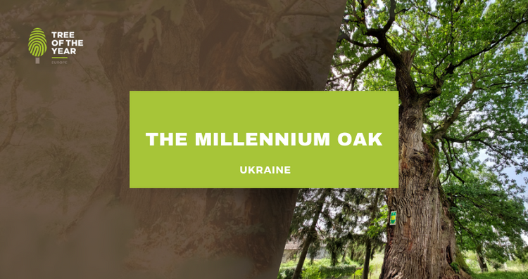 The Millennium Oak – Tree of the year