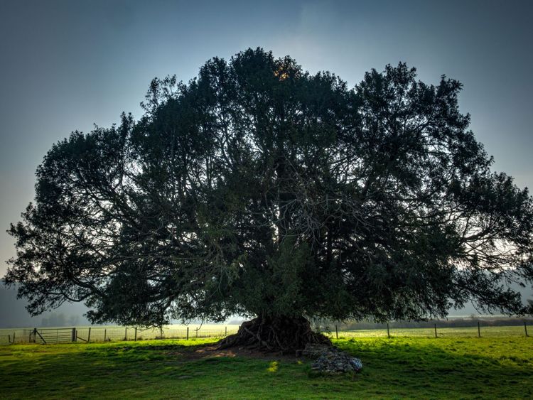 Tree of the year