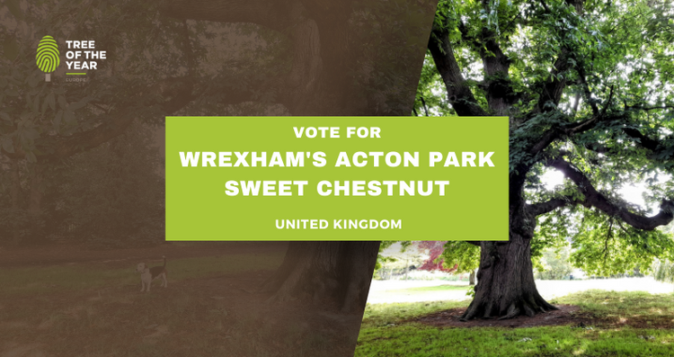 Wrexham's Acton Park Sweet Chestnut – Tree of the year