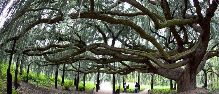 Why a Declaration of Tree Rights in France? – Tree of the year