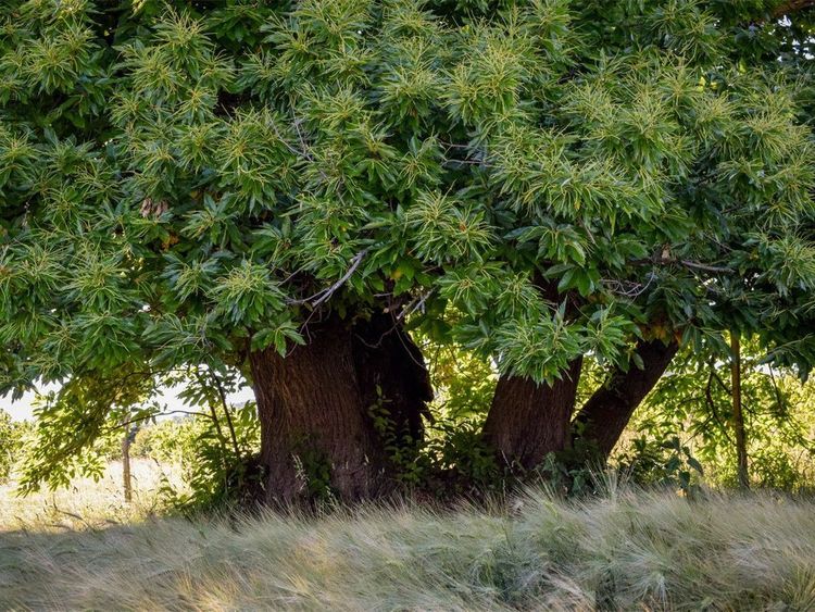 Zengővárkony’s Survivor: A Sweet Chestnut Tested by Time – Tree of the year