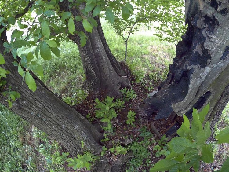 Zengővárkony’s Survivor: A Sweet Chestnut Tested by Time – Tree of the year