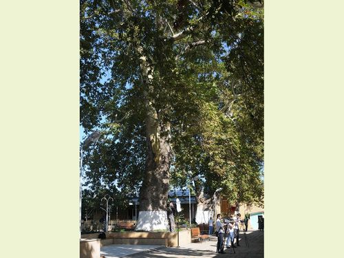 Tree of the year
