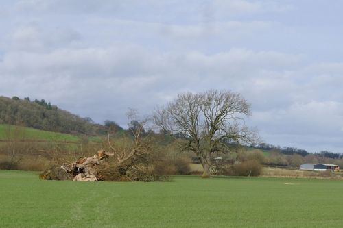 Ancient Trees Becoming a Thing of the Past – Tree of the year