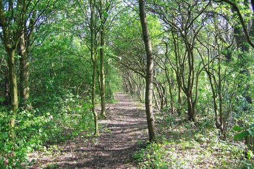 Britain's disappearing forests – Tree of the year