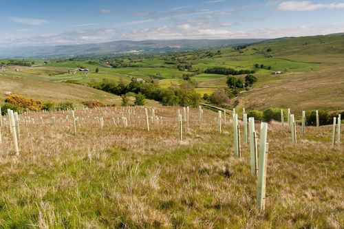 Britain's disappearing forests – Tree of the year