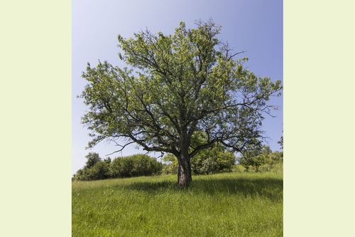 Precious Sorb Tree – Tree of the year