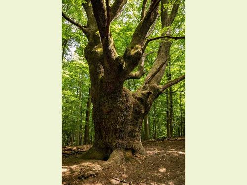 Tree of the year