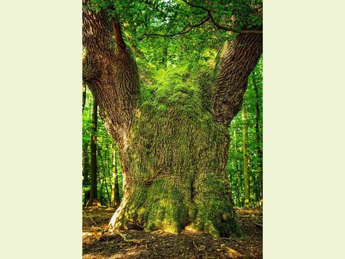 Tree of the year
