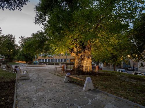 The Old Mulberry – Tree of the year