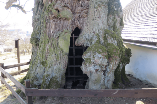 The Singing Lime: A Tree That Carries Song, Shelter, and Memory – Tree ...